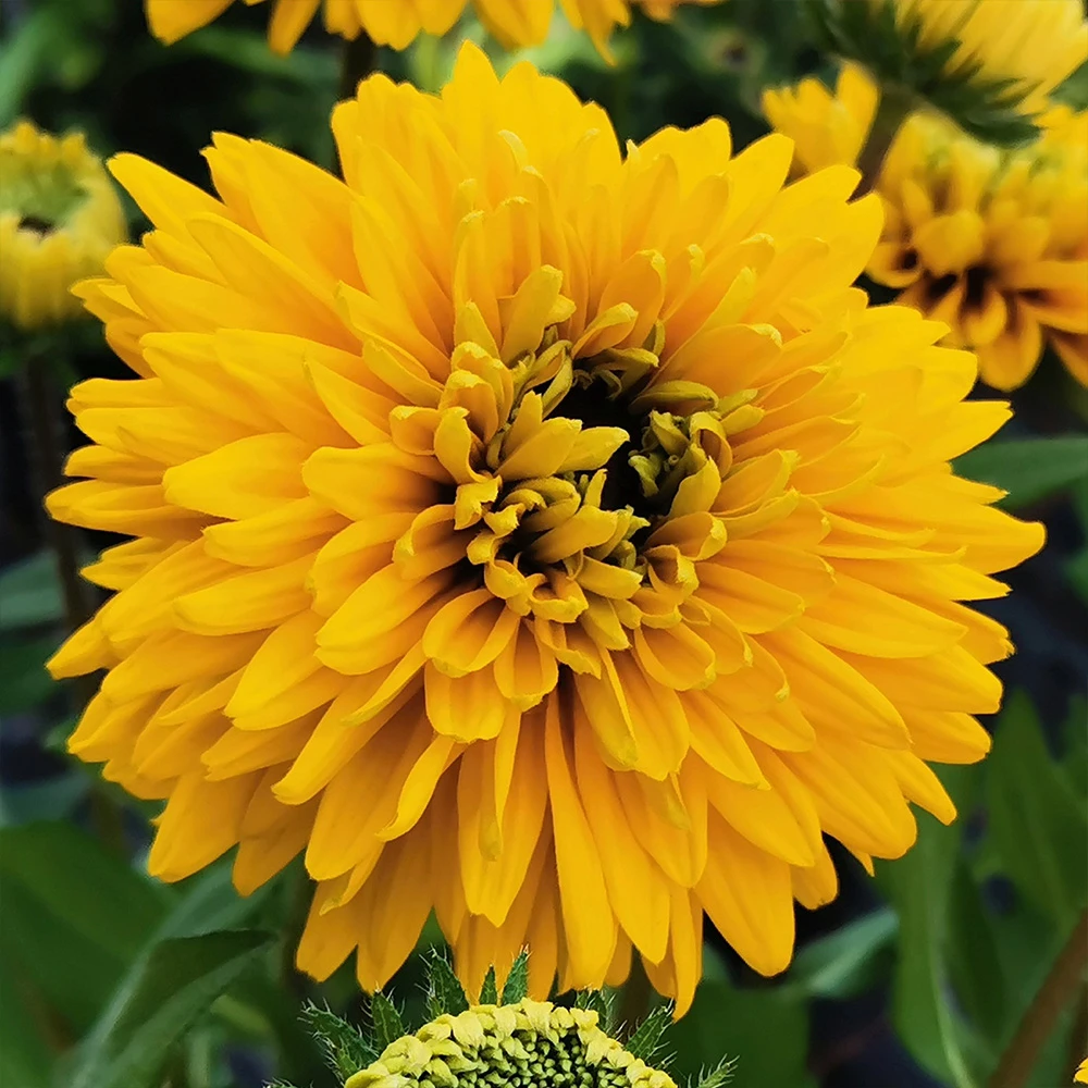 Gold Summer Flowers