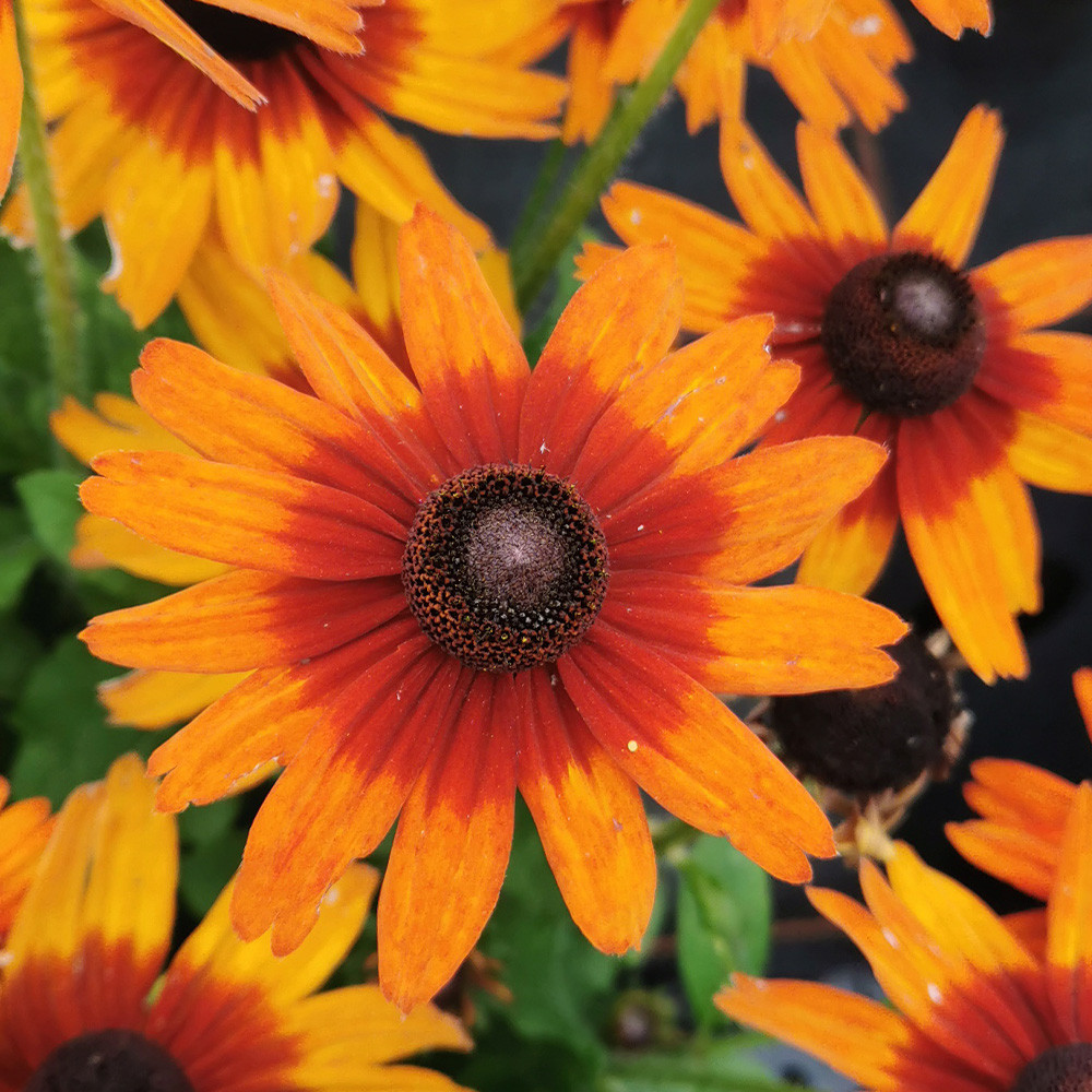 Shop Rudbeckia Summerdaisy Orange Bicolour | J. Parker's