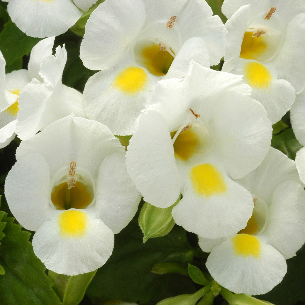 Shop Torenia Moon Collection | J. Parker's