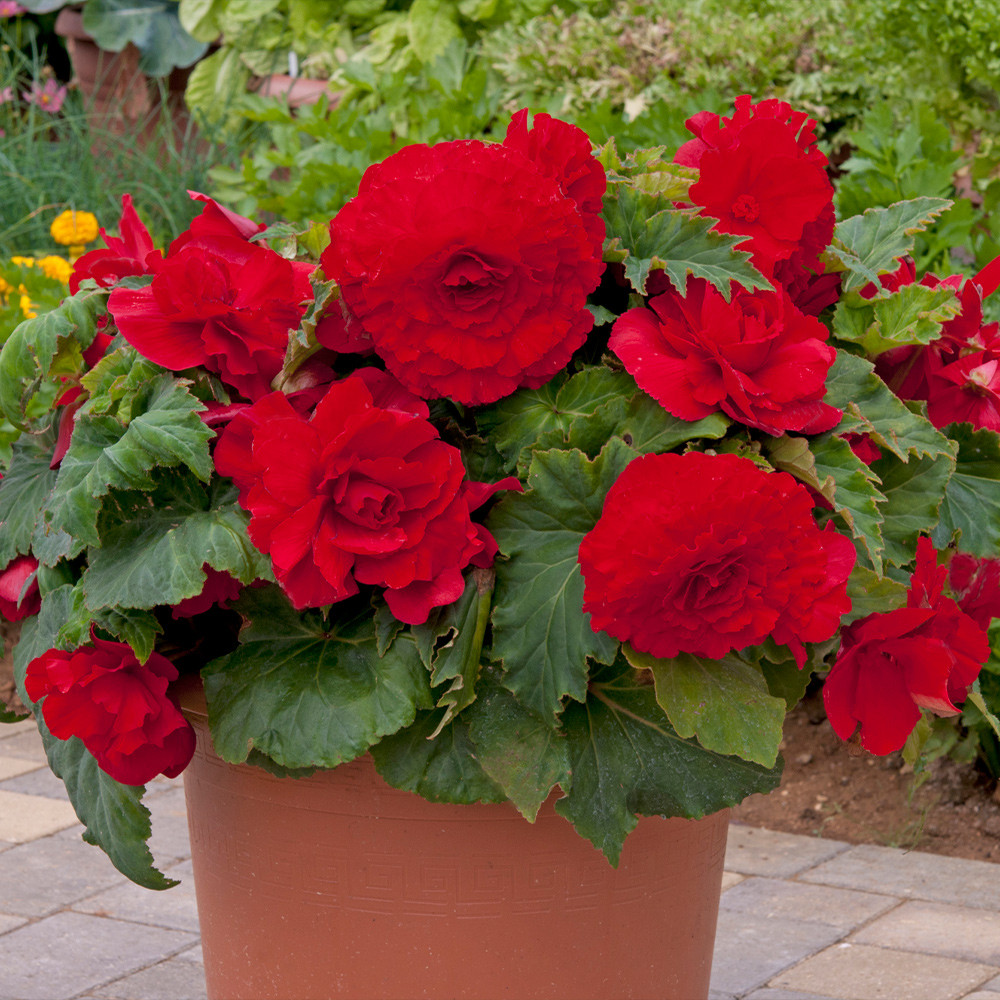 Begonia Majestic Pink Picotee (Garden Ready) | J Parker Dutch Bulbs