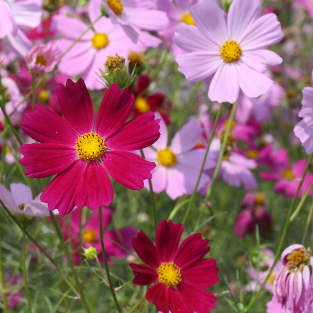 Shop Cosmos Dwarf Mix Seeds | J. Parker's