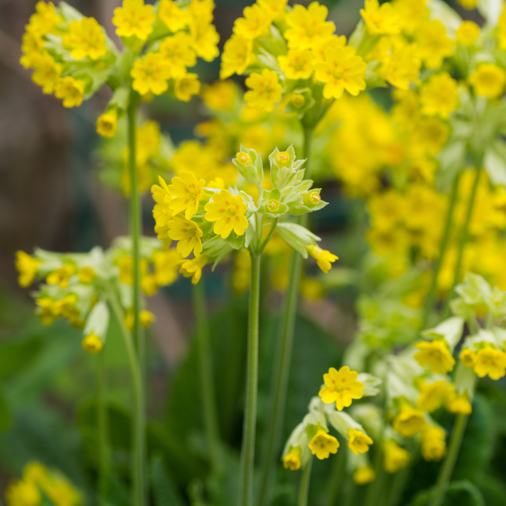Shop Cowslip Flower Seeds | J. Parker's