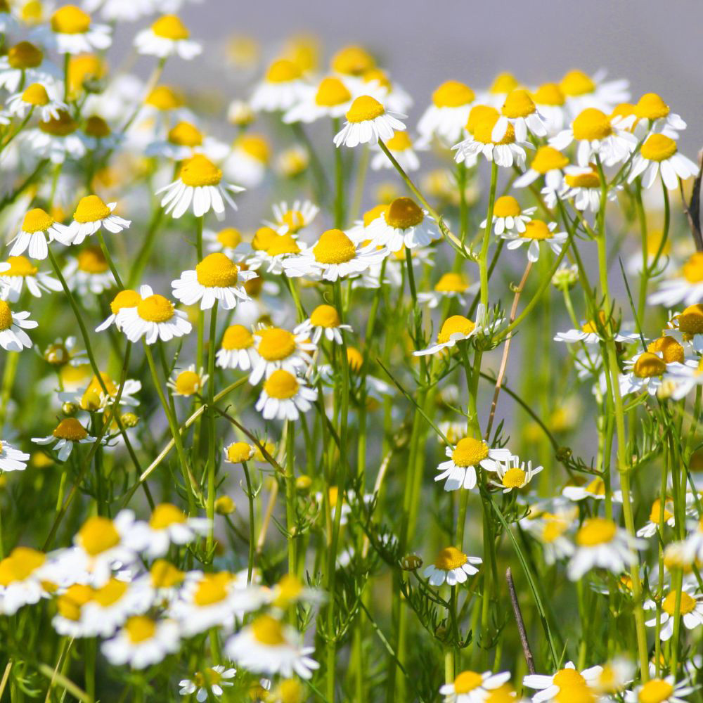 Shop Herb Chamomile (german) Seeds | J. Parker's