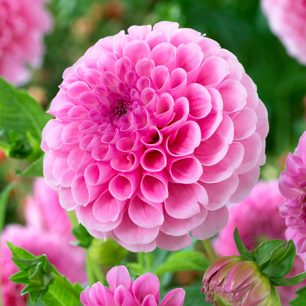 Hot Pink Dahlia Flowers Bright Coral Pink Dahlia Flower Bulbs At Best