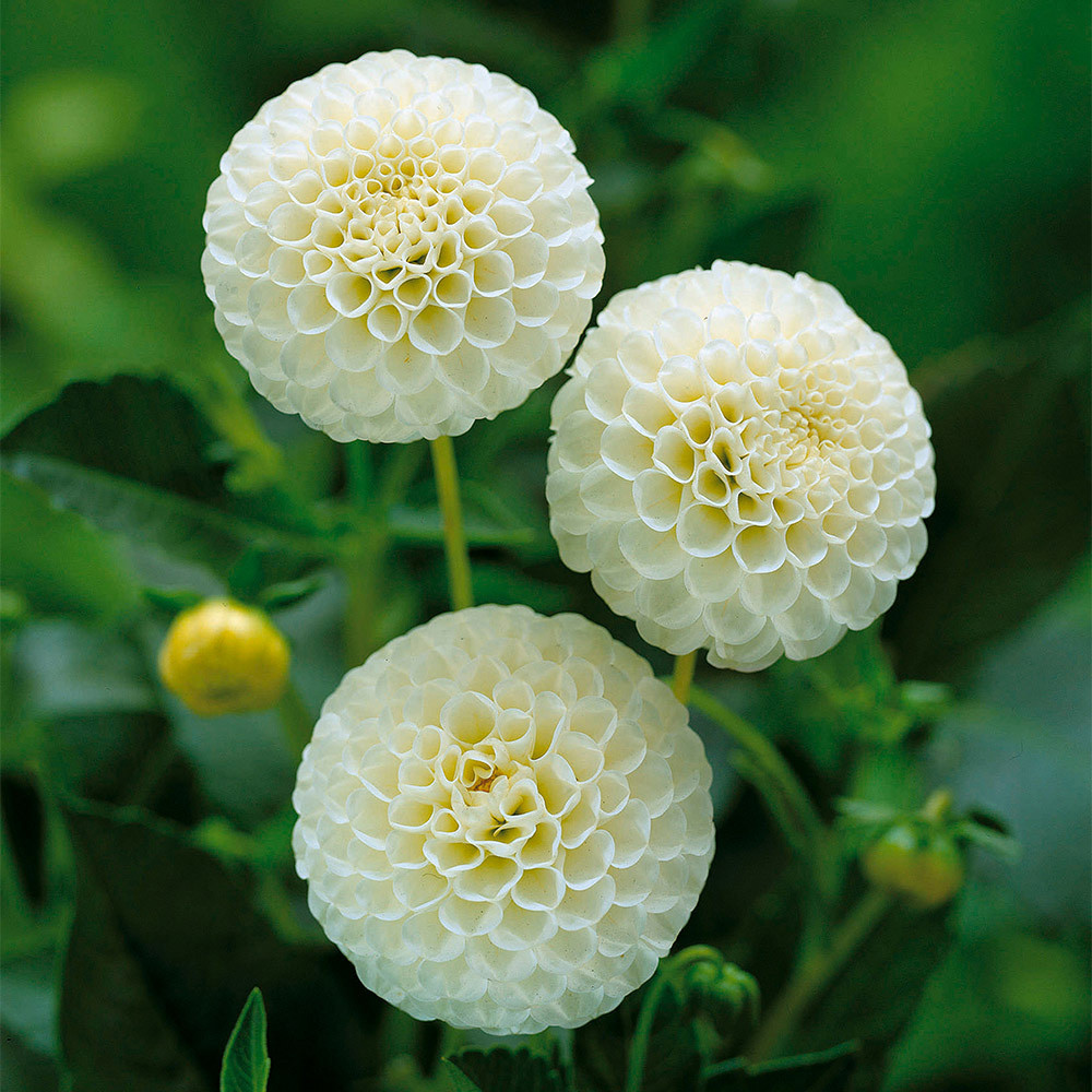 Green Dahlia Flower Dahlia 'Claudette' (D)|dahlia 'Claudette'/RHS
