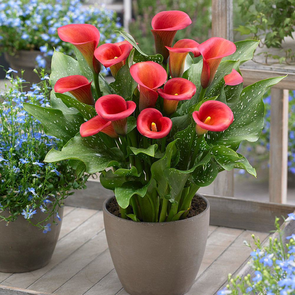 Shop Orange Summer Bulb Collection | J. Parker's