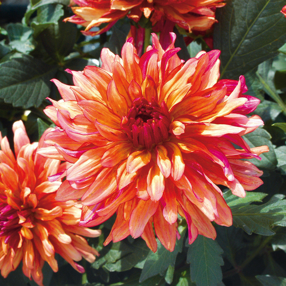 Shop Orange Summer Bulb Collection | J. Parker's