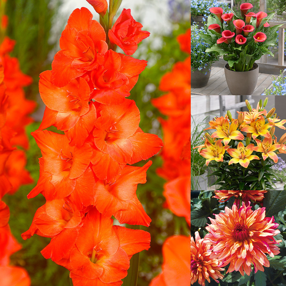 Shop Orange Summer Bulb Collection | J. Parker's