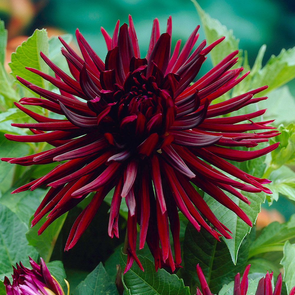 Shop Red Summer Bulb Collection | J. Parker's