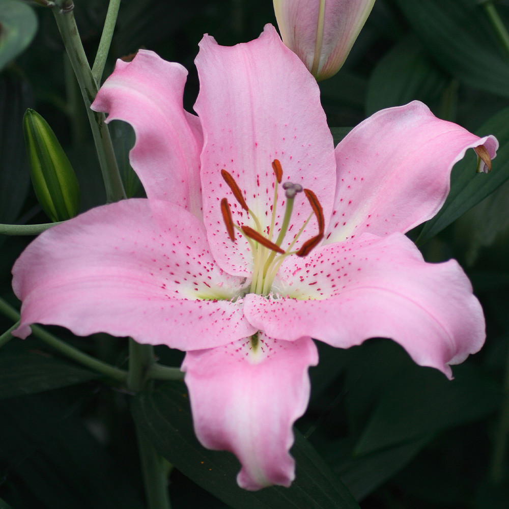 Shop Pink Summer Bulb Collection | J. Parker's
