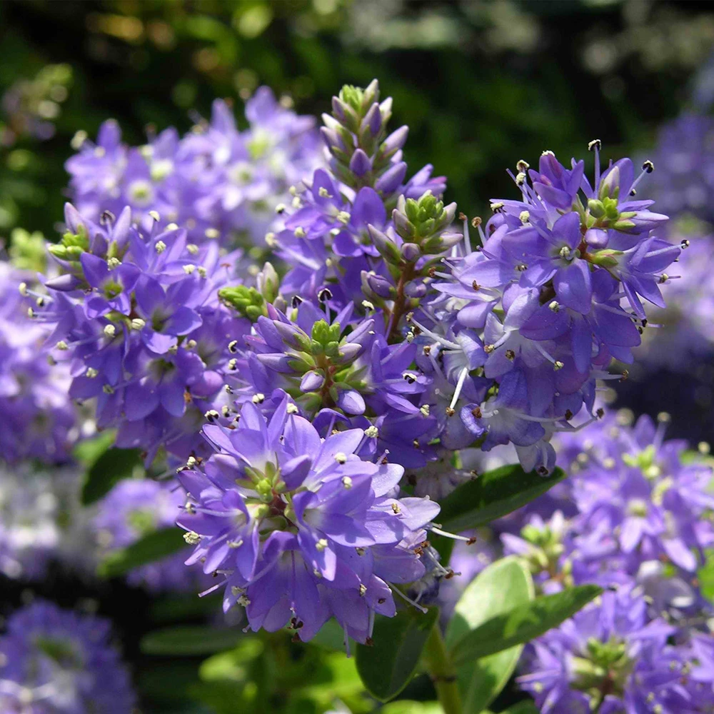 Shop Hebe Garden Beauty Blue | J. Parker's