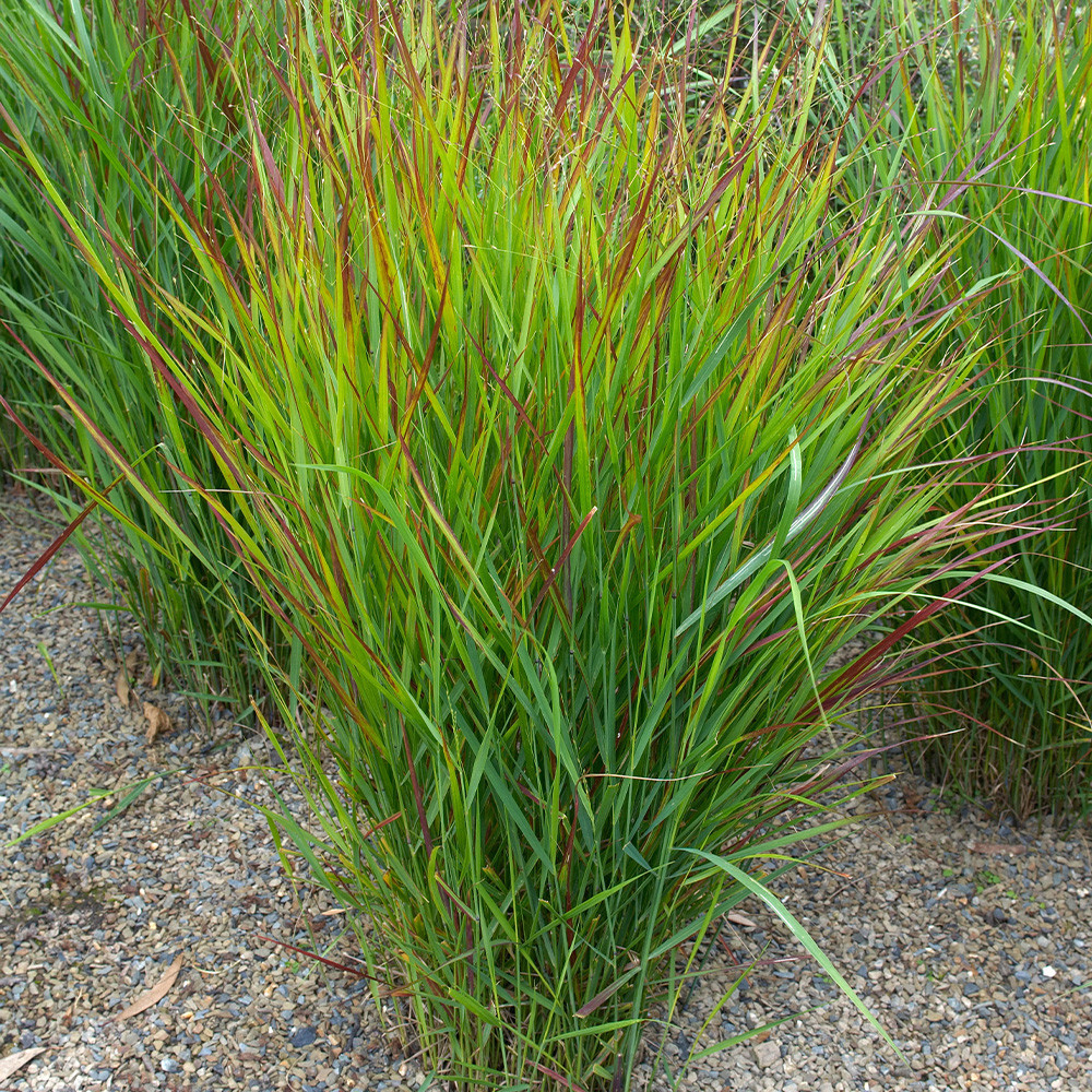 Shop Panicum virgatum Collection | J. Parker's