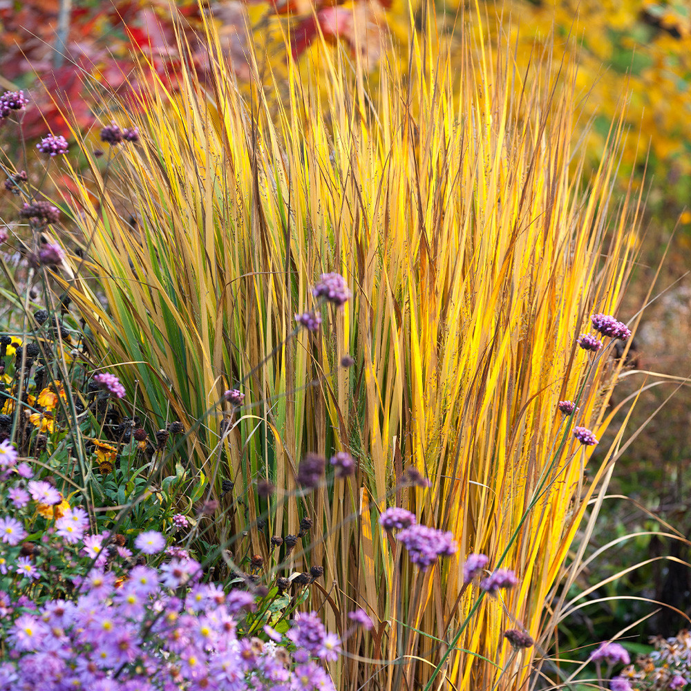 Shop Panicum virgatum Collection | J. Parker's