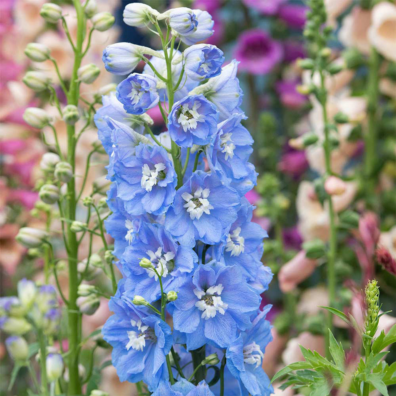 Delphinium Magic Fountains Collection B - JParkers