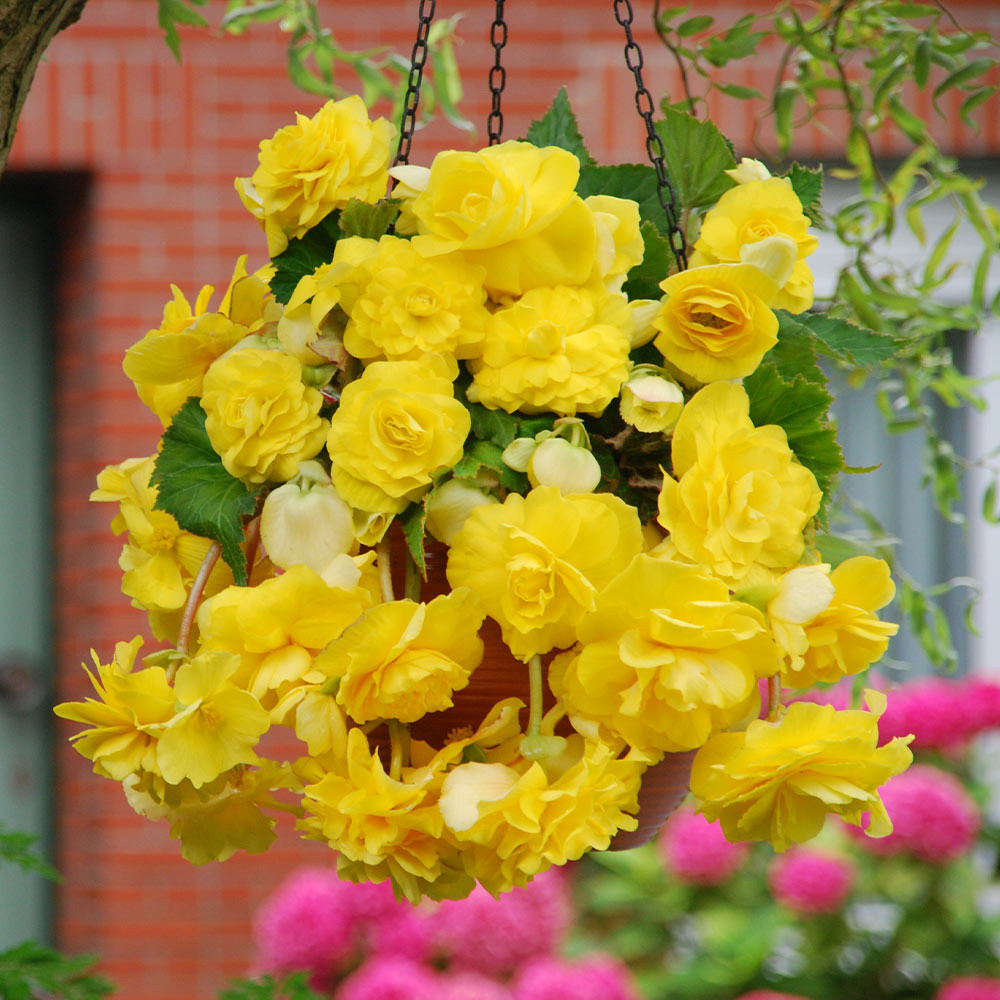 Begonia Giant Cascading Yellow | J Parker Dutch Bulbs