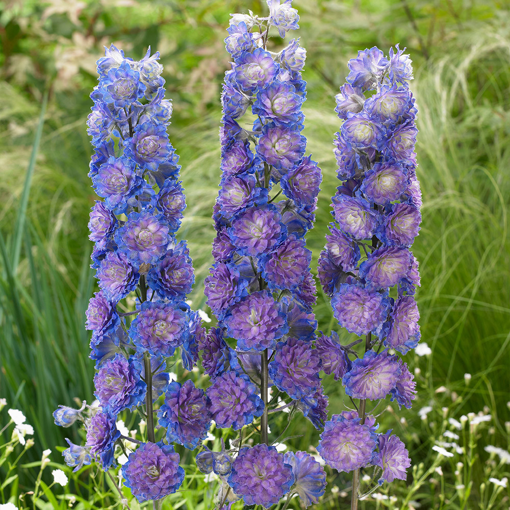 Shop Delphinium 'Sweet Sensation' Potted | J. Parker's