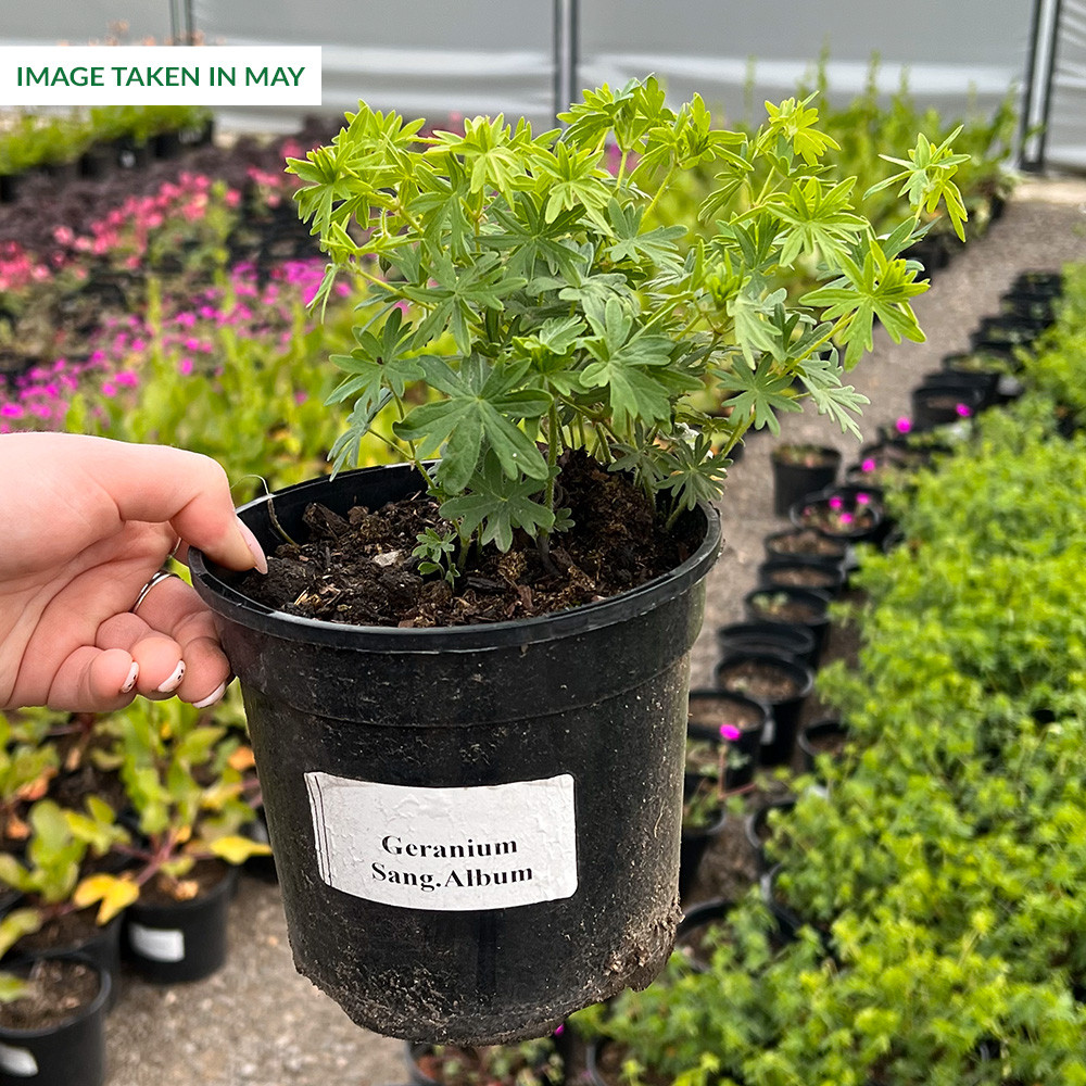 Shop Geranium sanguineum 'Album' Potted | J. Parker's