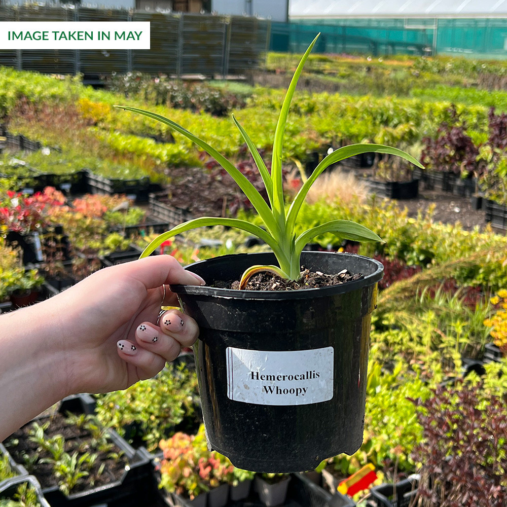 Shop Hemerocallis 'Whoopy' 1L | J. Parker's