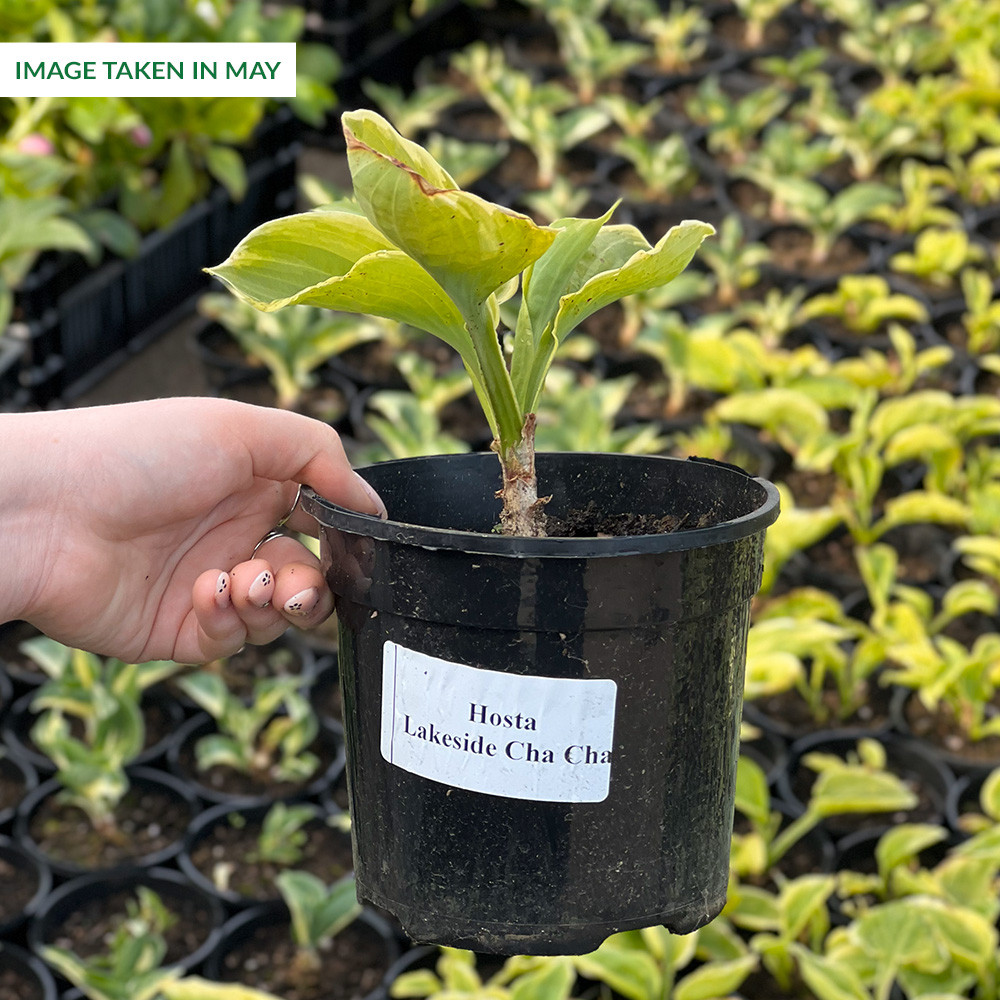 Shop Hosta 'Lakeside Cha Cha' Potted | J. Parker's