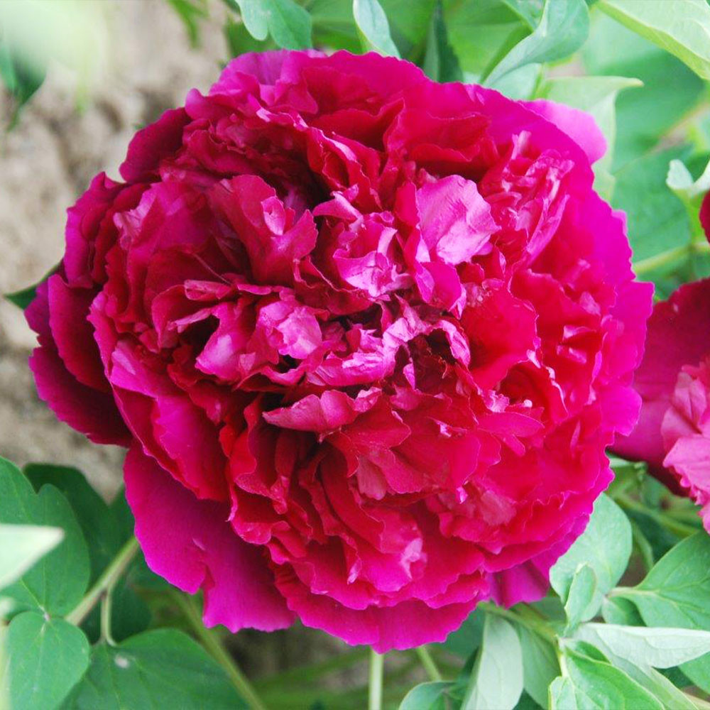 Shop Paeonia 'Rubra Plena' Potted | J. Parker's