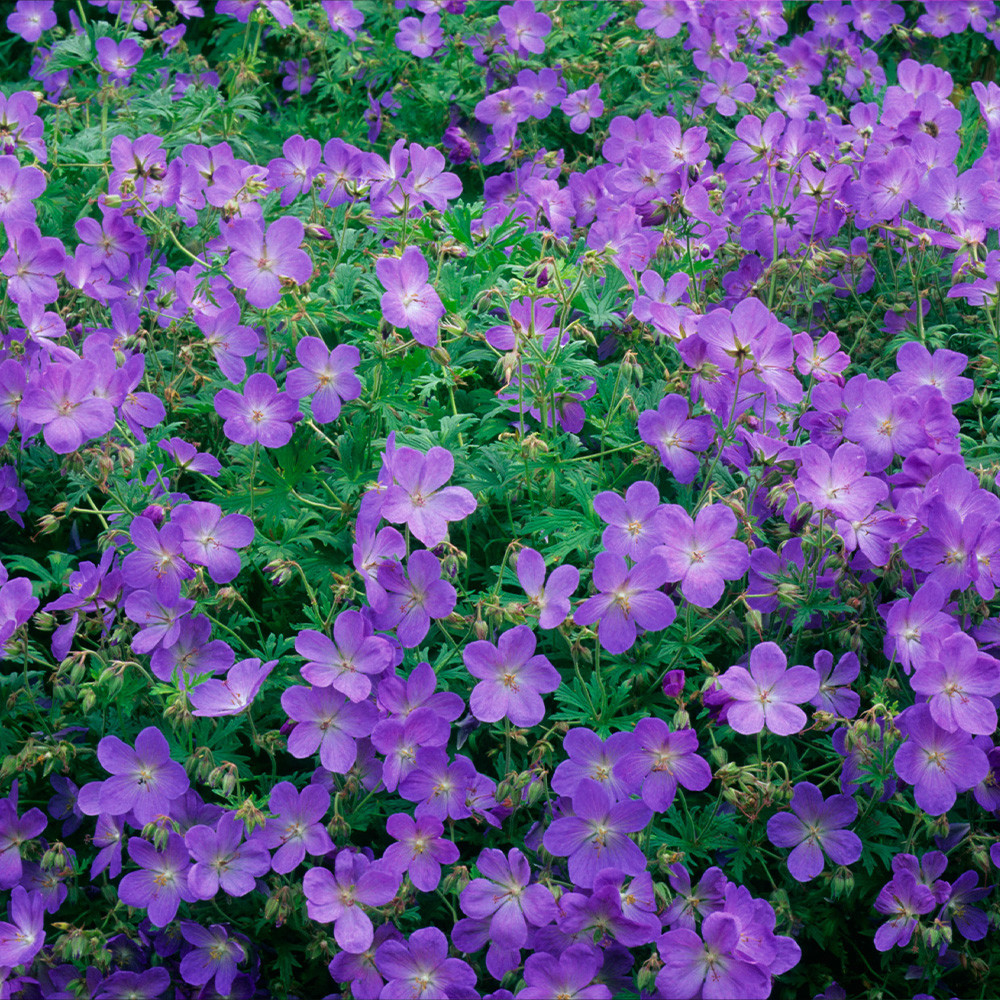 Shop Geranium johnsonii 'Johnson's Blue' Potted | J. Parker's