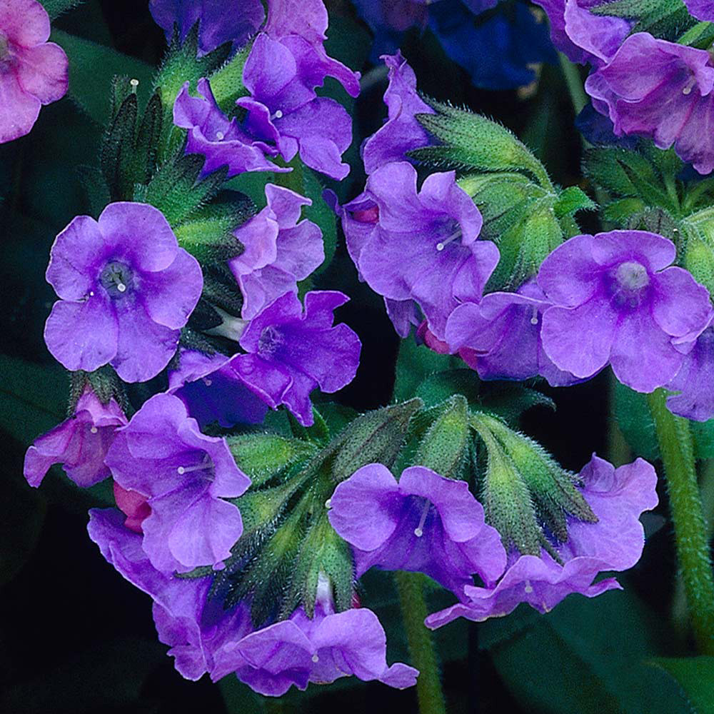 Buy Pulmonaria angustifolia 'Blue Ensign' at jparkers.co.uk