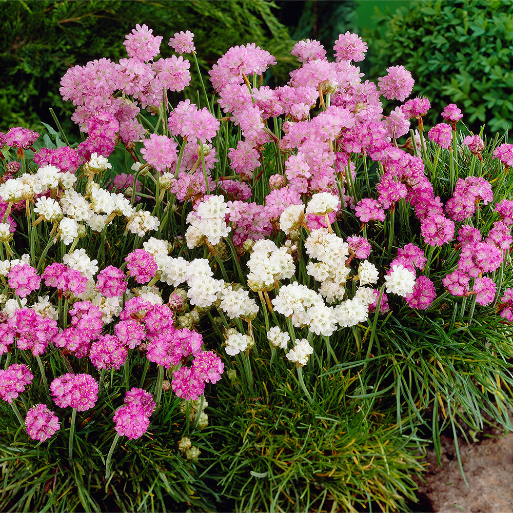 Buy Armeria Maritima Splendens At Jparkers Co Uk
