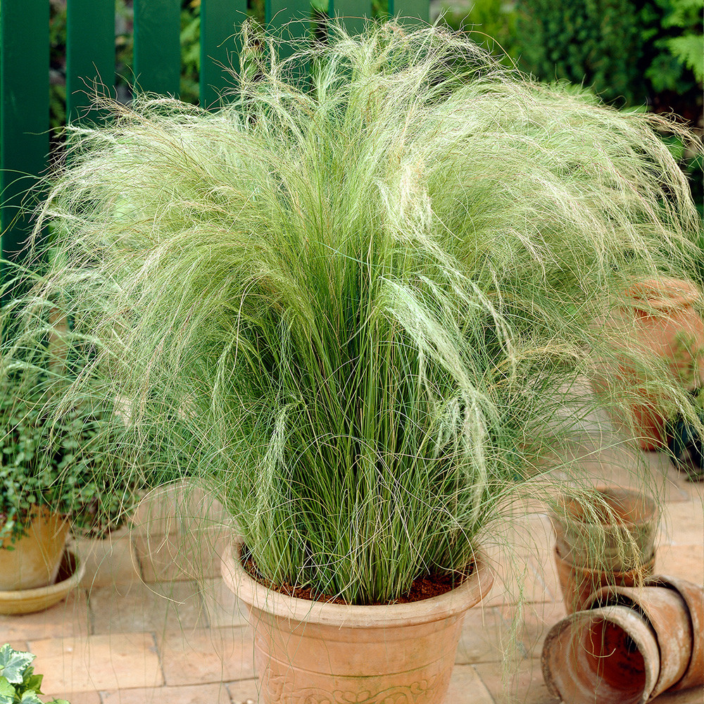 Buy Stipa tenuissima 'Ponytails' at jparkers.co.uk