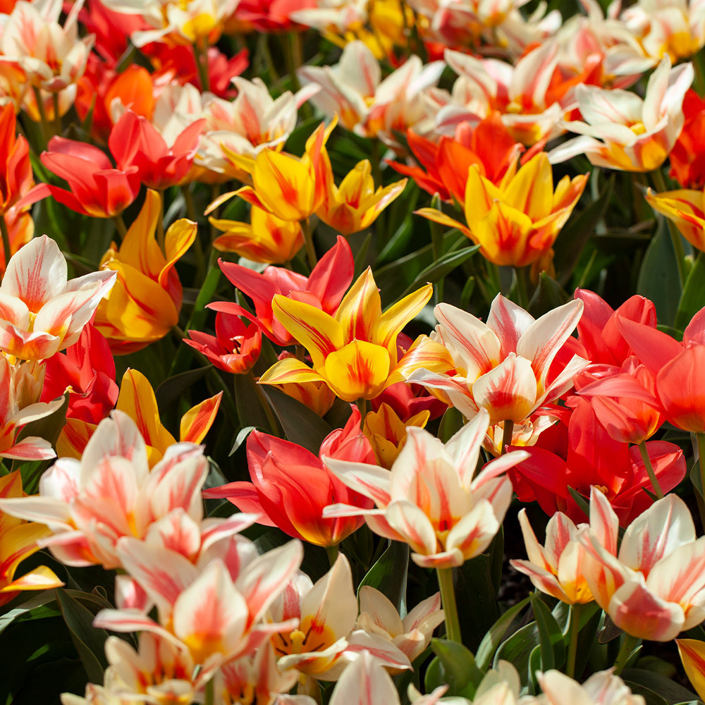 Buy Tulip Canada Mix at jparkers.co.uk