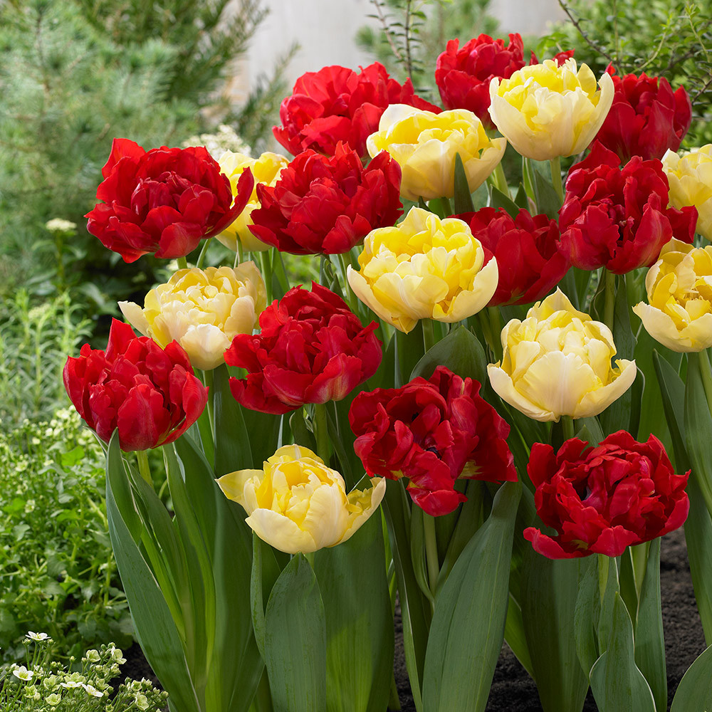 Buy Tulip Estatic at jparkers.co.uk