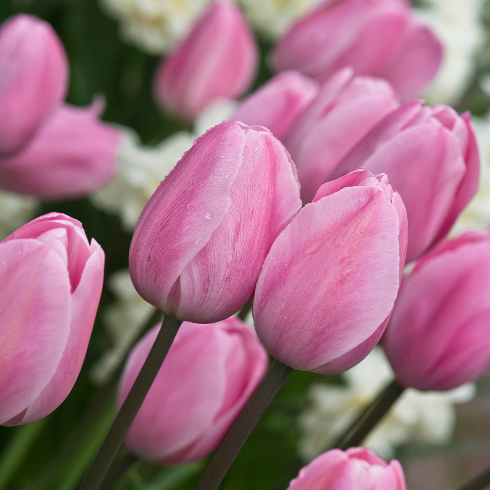 Buy Pretty in Pink Bouquet Collection at jparkers.co.uk