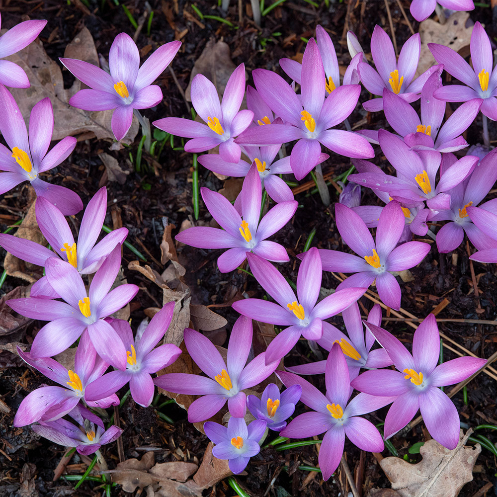 Buy Crocus Tommasinianus Roseus at jparkers.co.uk