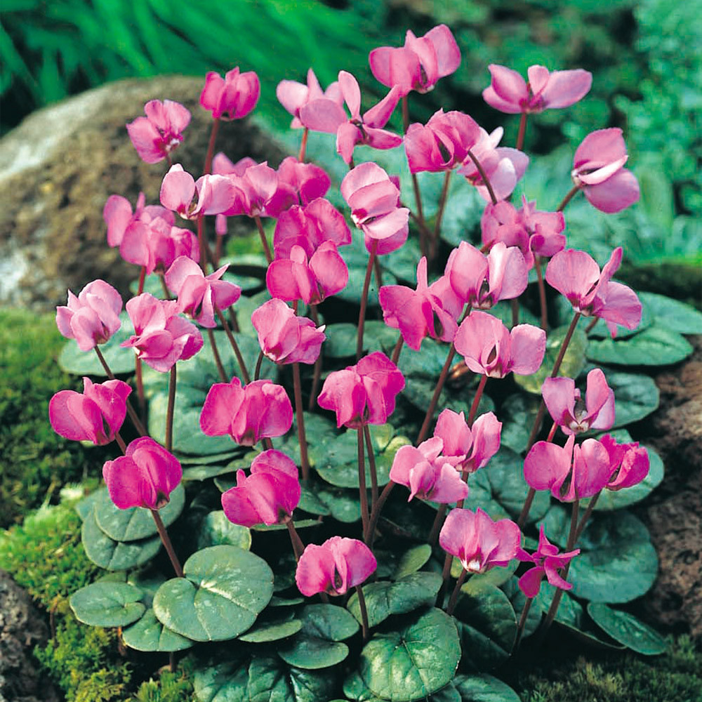 Buy Cyclamen Coum Collection at jparkers.co.uk