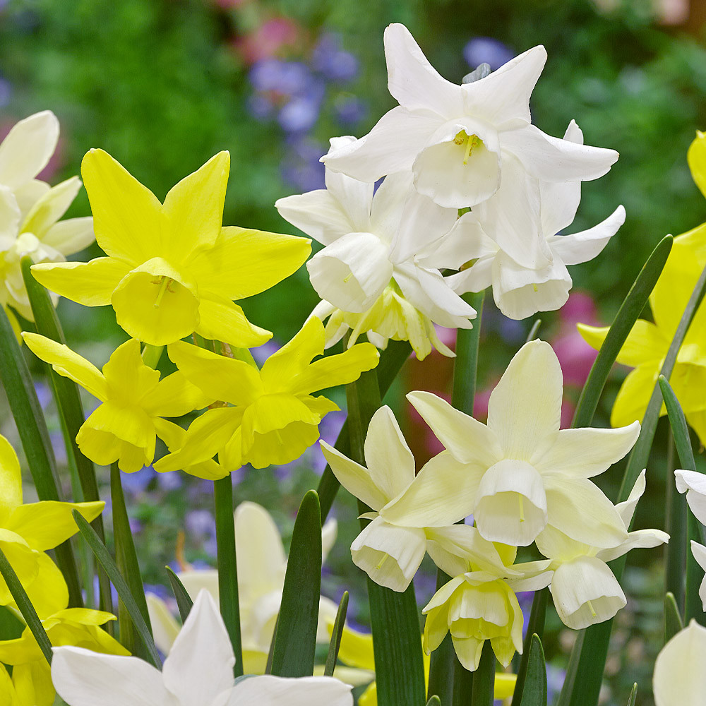Buy Narcissus Sensation Mix at jparkers.co.uk