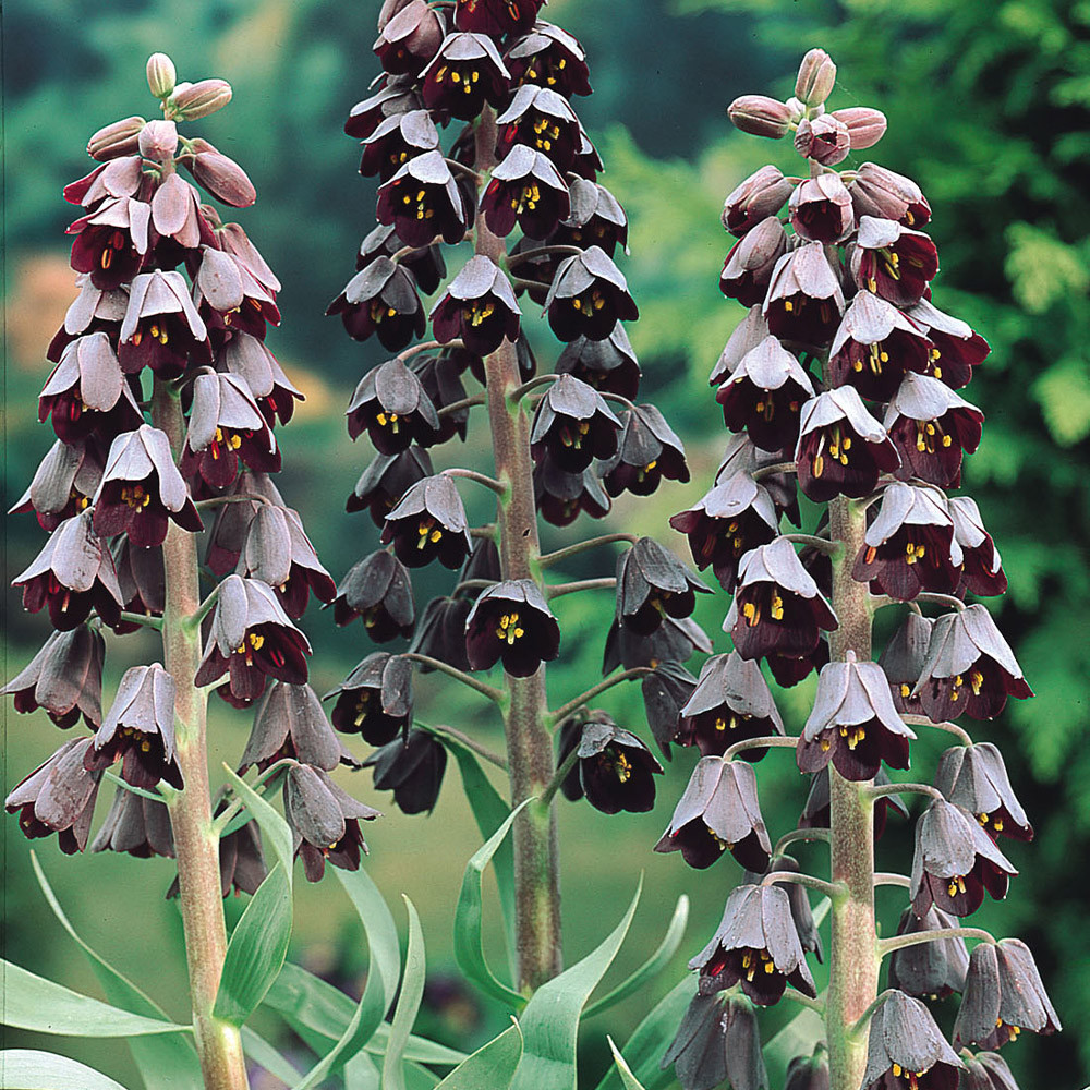 Buy Fritillaria Persica Collection at jparkers.co.uk