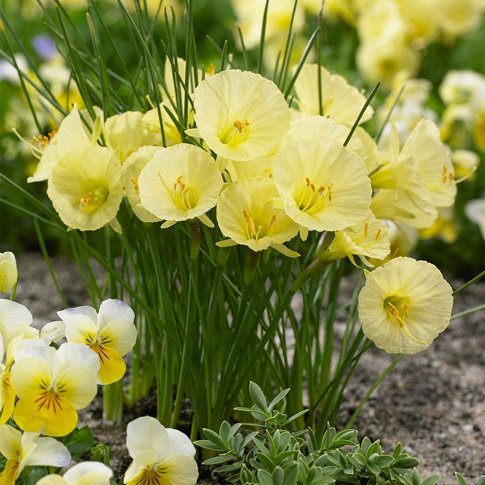 Buy Narcissus bulbocodium 'Julia Jane' at jparkers.co.uk