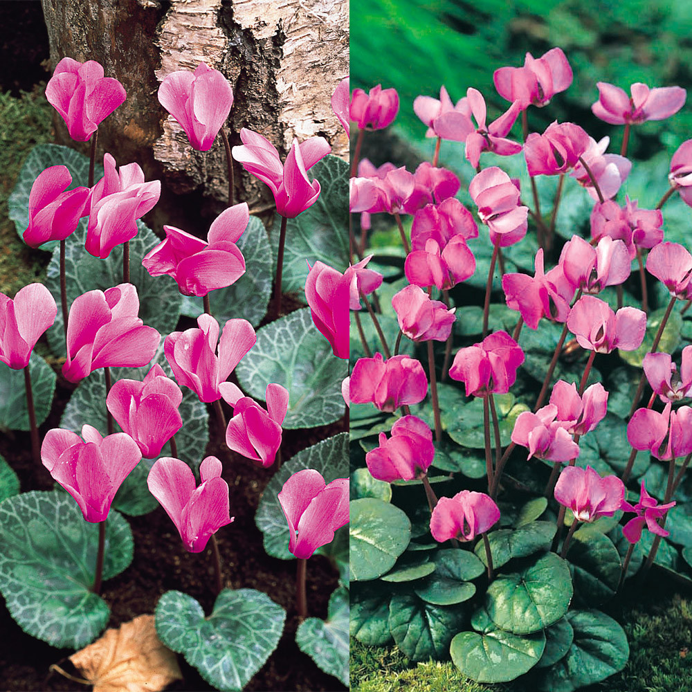 Buy Cyclamen collection at jparkers.co.uk
