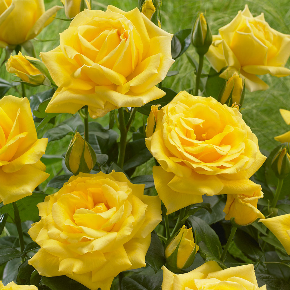 Buy 5 Floribunda Rose Collection at jparkers.co.uk