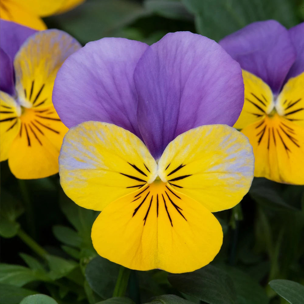 Buy Viola Teardrops Yellow Purple Wing at jparkers.co.uk