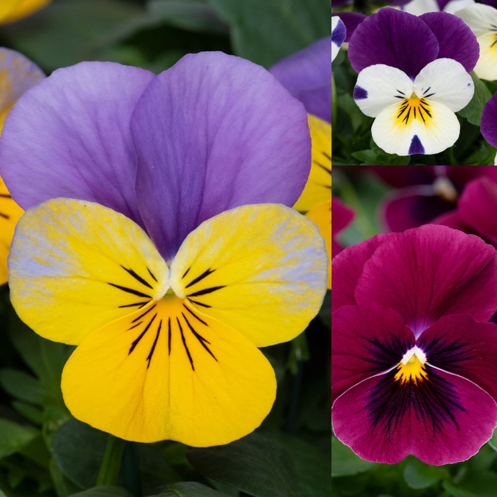 Buy Viola Teardrops Collection at jparkers.co.uk