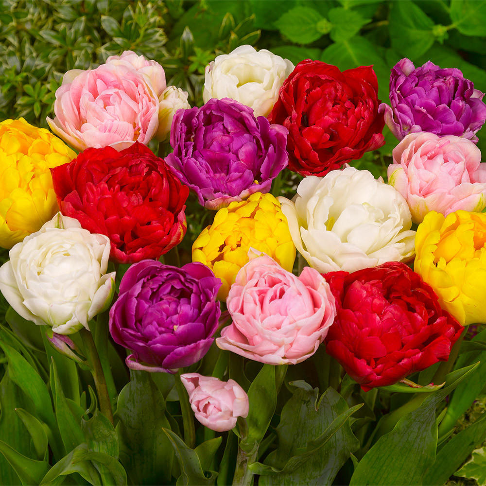 Buy Double Tulips Mixed - Pack of 25 (Saver Sized Bulbs) at jparkers.co.uk