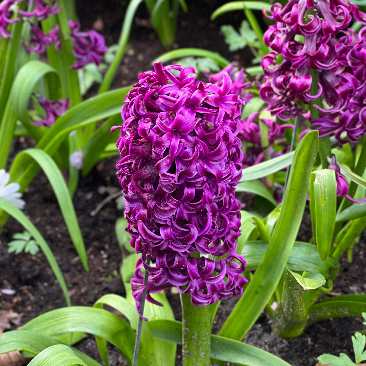 Buy Hyacinth Miss Saigon 16/17cm | J Parker Dutch Bulbs