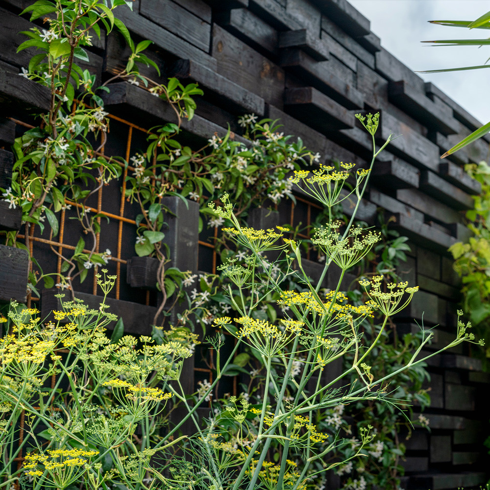 Buy Foeniculum vulgare (Common Fennel) at jparkers.co.uk