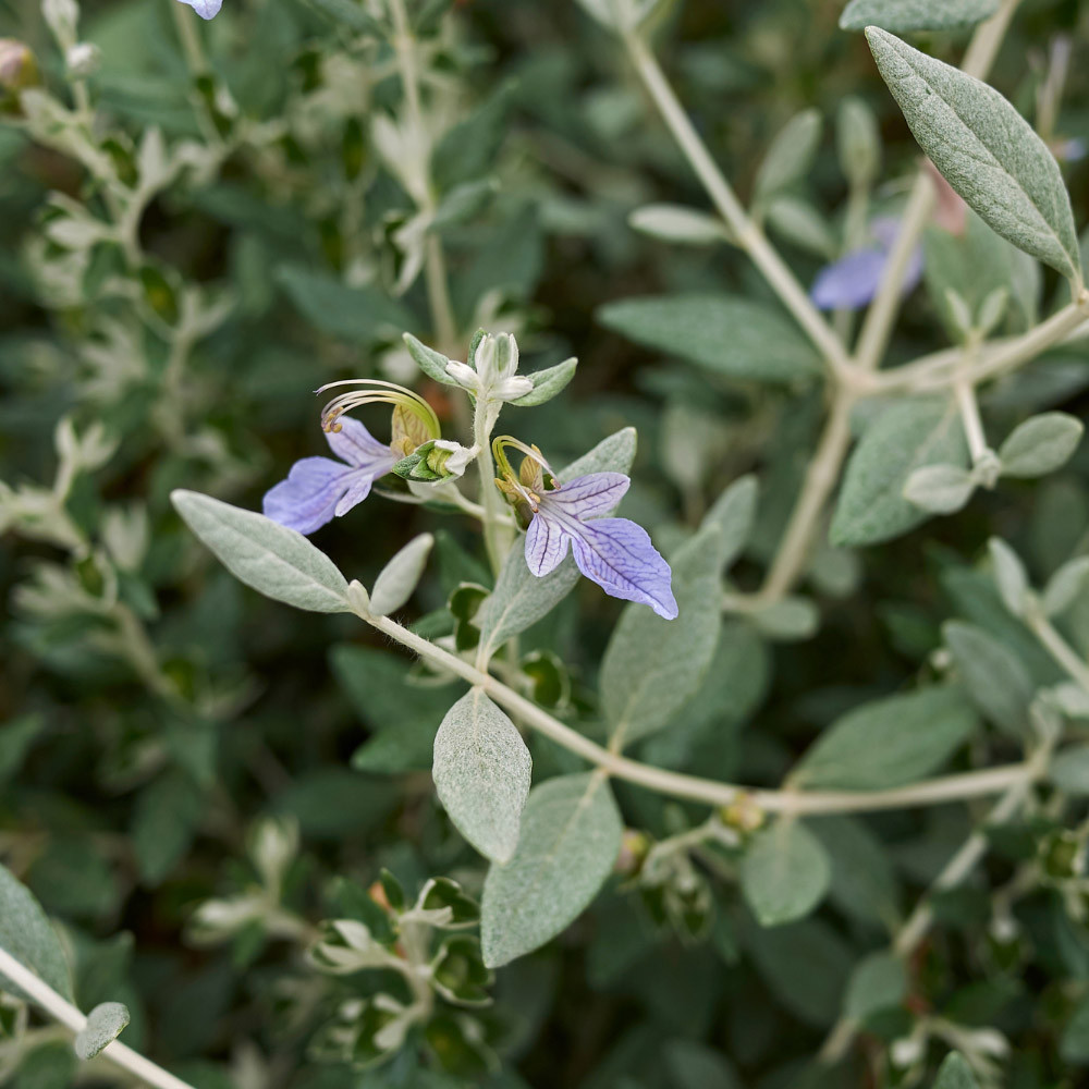 Buy Teucrium fruticans at jparkers.co.uk