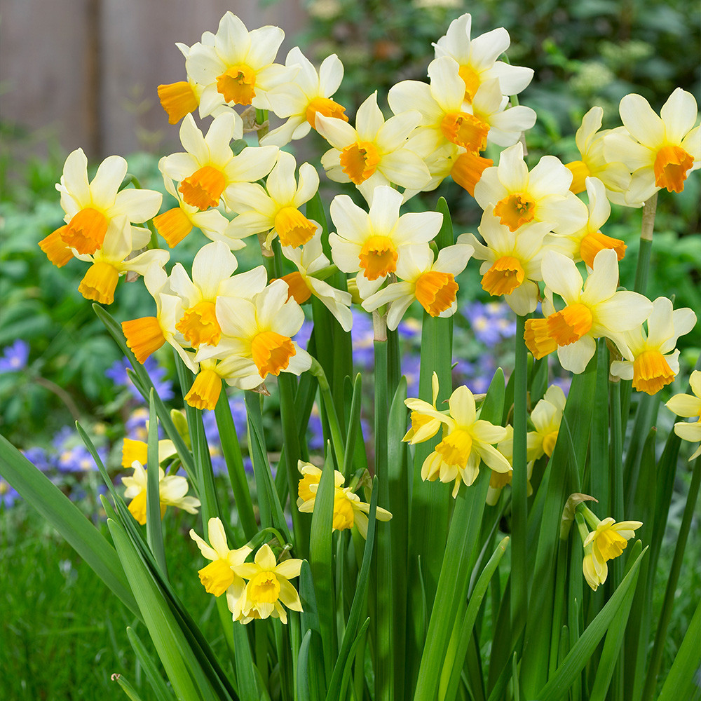 Narcissus Spring Sunshine | Daffodil 'Spring Sunshine' | J.Parker's