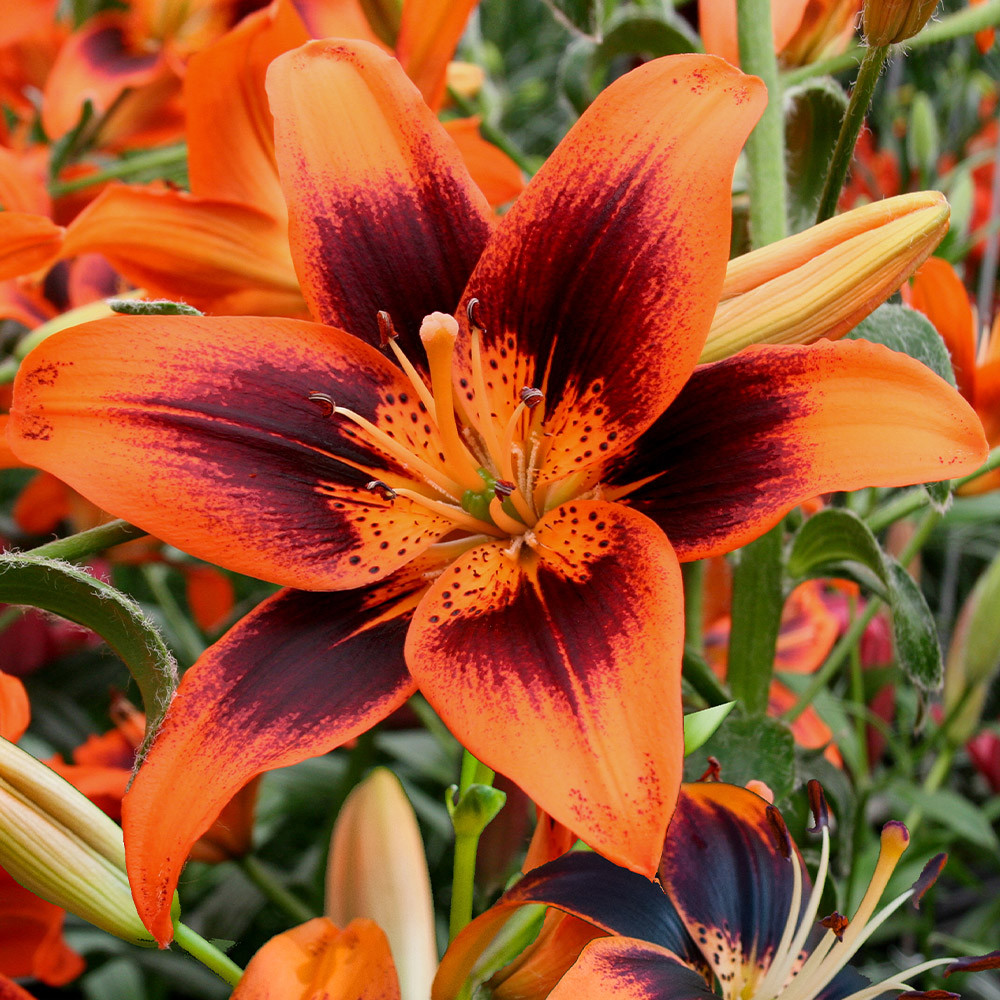 Buy Lilium Twosome at jparkers.co.uk