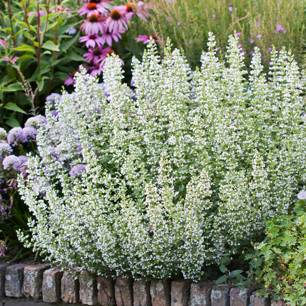 Buy Calamintha nepeta Marvelette White at jparkers.co.uk