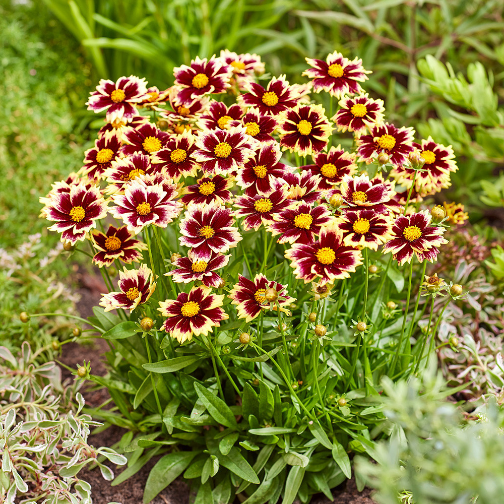 Buy Coreopsis Solar Fancy at jparkers.co.uk