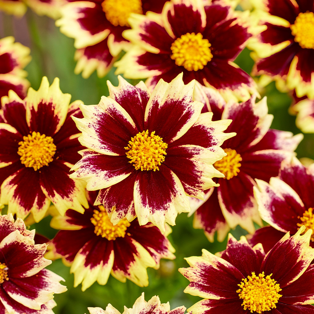 Buy Coreopsis Solar Fancy at jparkers.co.uk