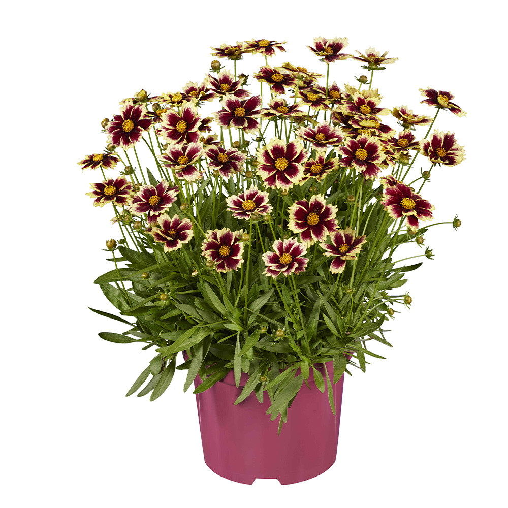 Buy Coreopsis Solar Fancy at jparkers.co.uk